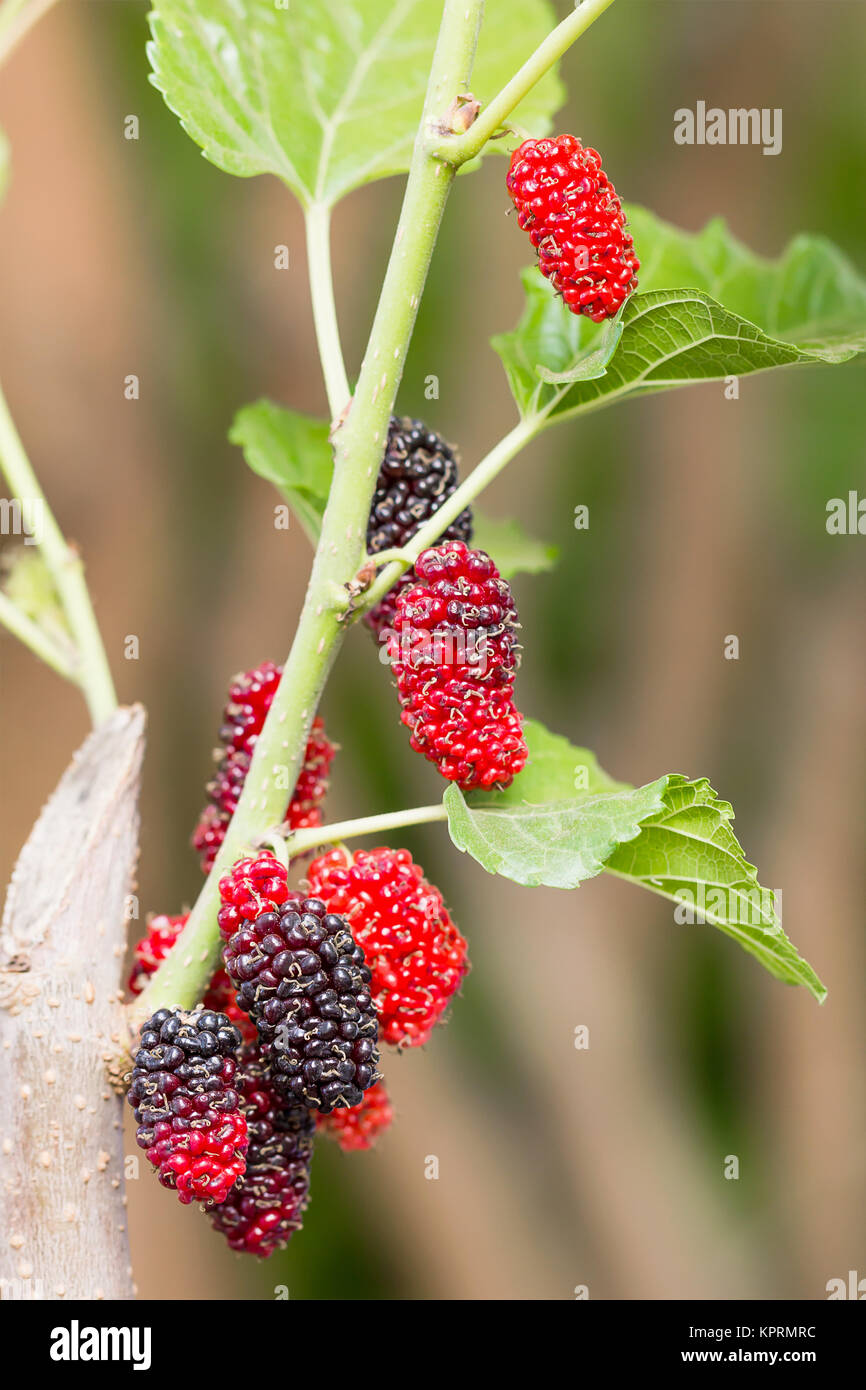 Mulberry tree silk hi-res stock photography and images - Alamy