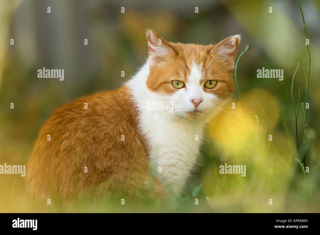Cat zero hi-res stock photography and images - Alamy