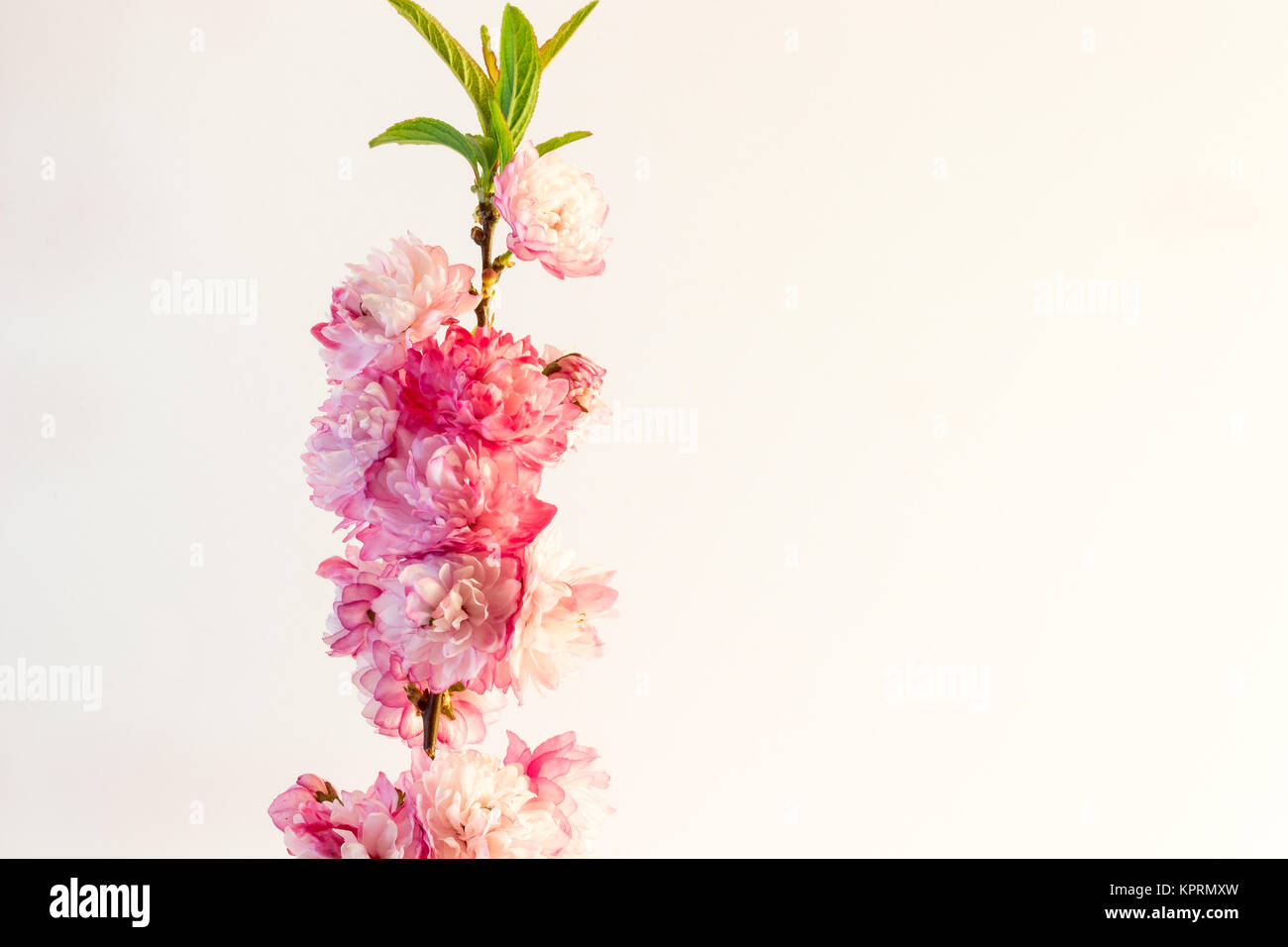 Little roses hi-res stock photography and images - Alamy