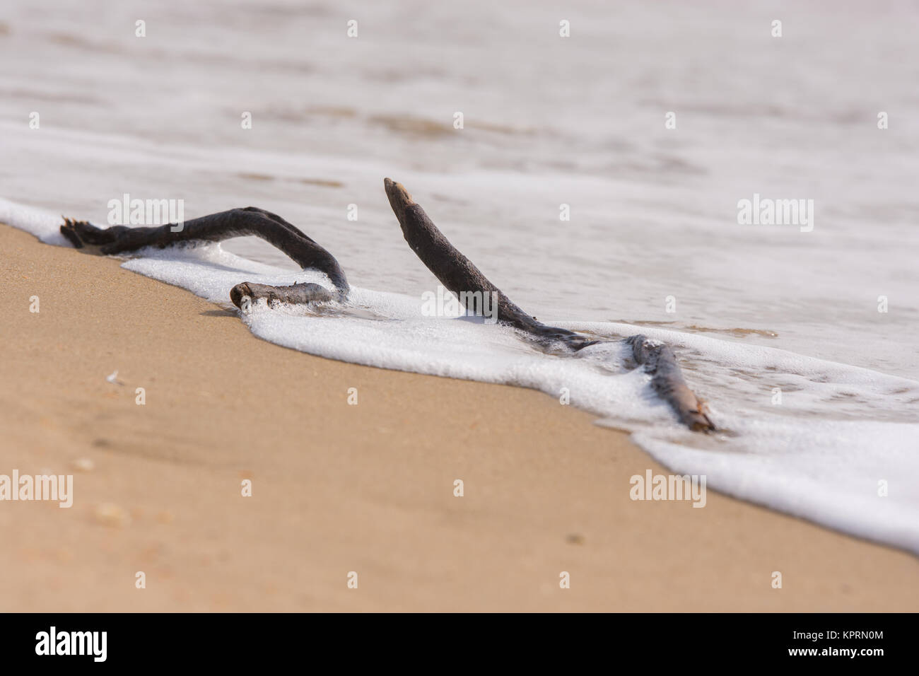 Sticks made by a wave of the sea lying on the surf line Stock Photo - Alamy