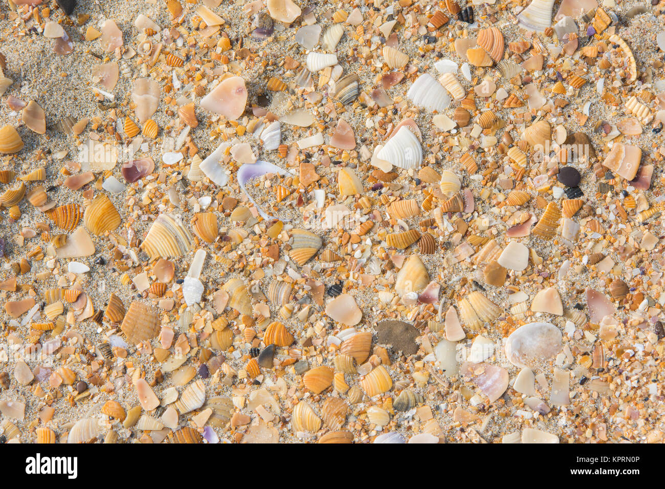 Background of multicolored small seashells lying on the sand of the sea ...