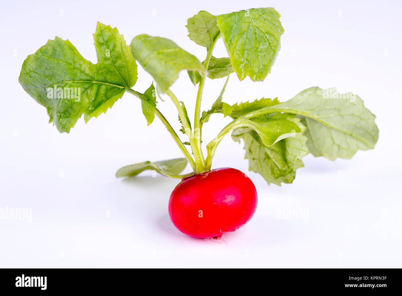 small garden radish isolated on white background cutout Stock Photo - Alamy