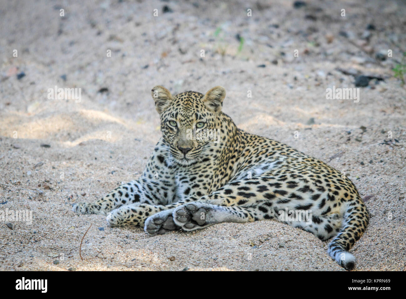 Leopard laying in the sand in the Sabi Sands Stock Photo - Alamy