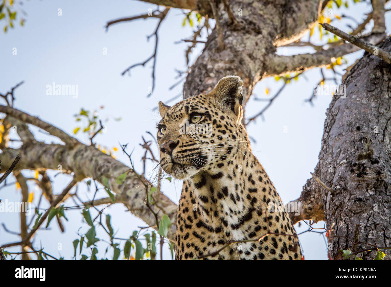 Leopard in a tree in the Sabi Sands, South Africa Stock Photo - Alamy