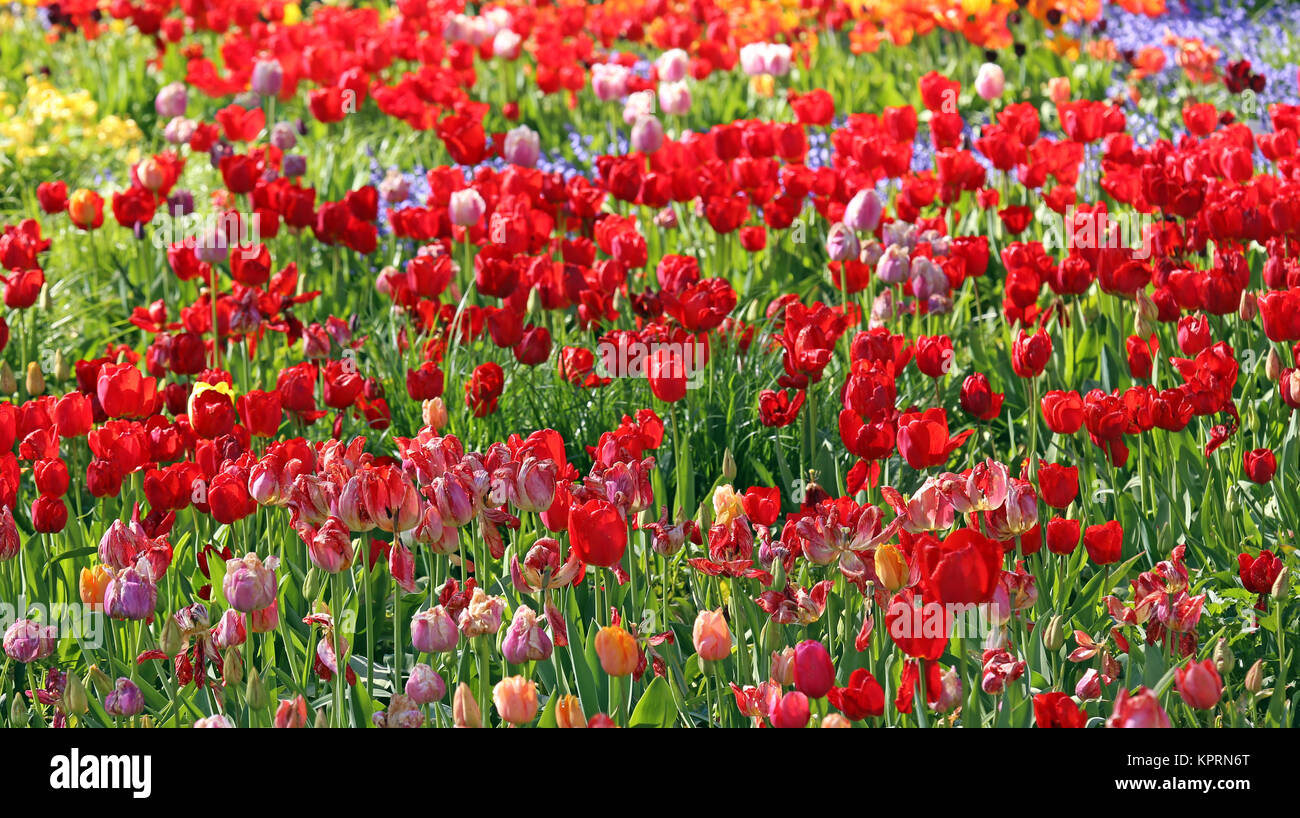 of colors in a motley tulip garden Stock Photo - Alamy