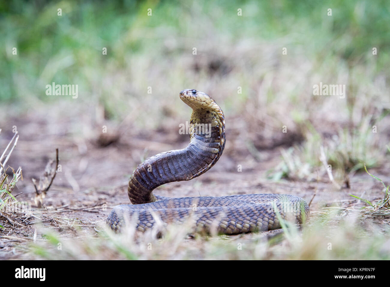 Snouted Cobra High Resolution Stock Photography and Images - Alamy