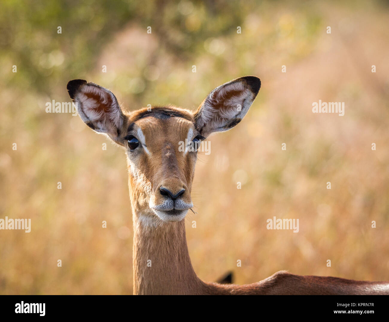Starring female Impala in the Kruger National Park Stock Photo - Alamy