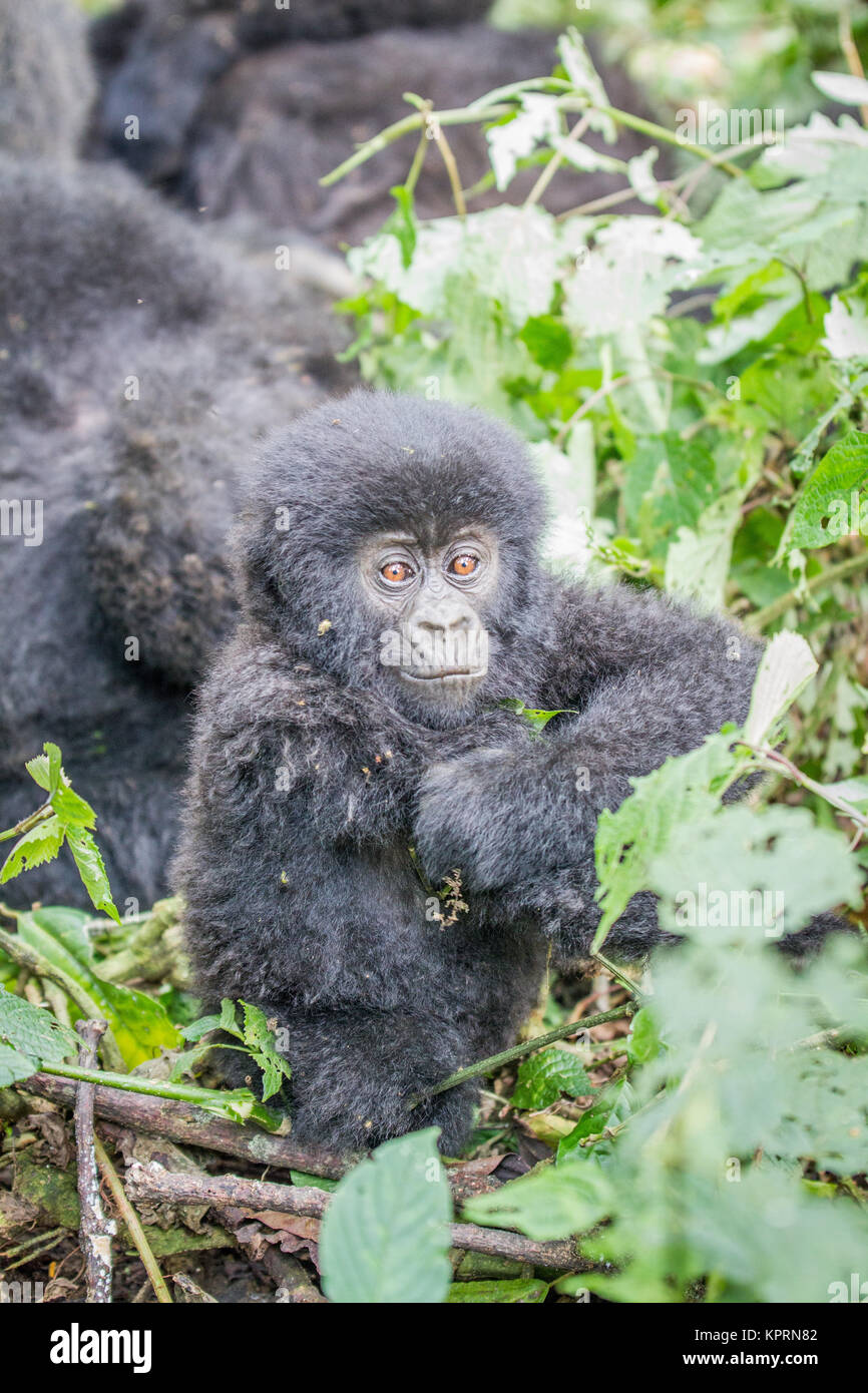 Baby Silverback Mountain gorilla in the Virunga National Park Stock ...