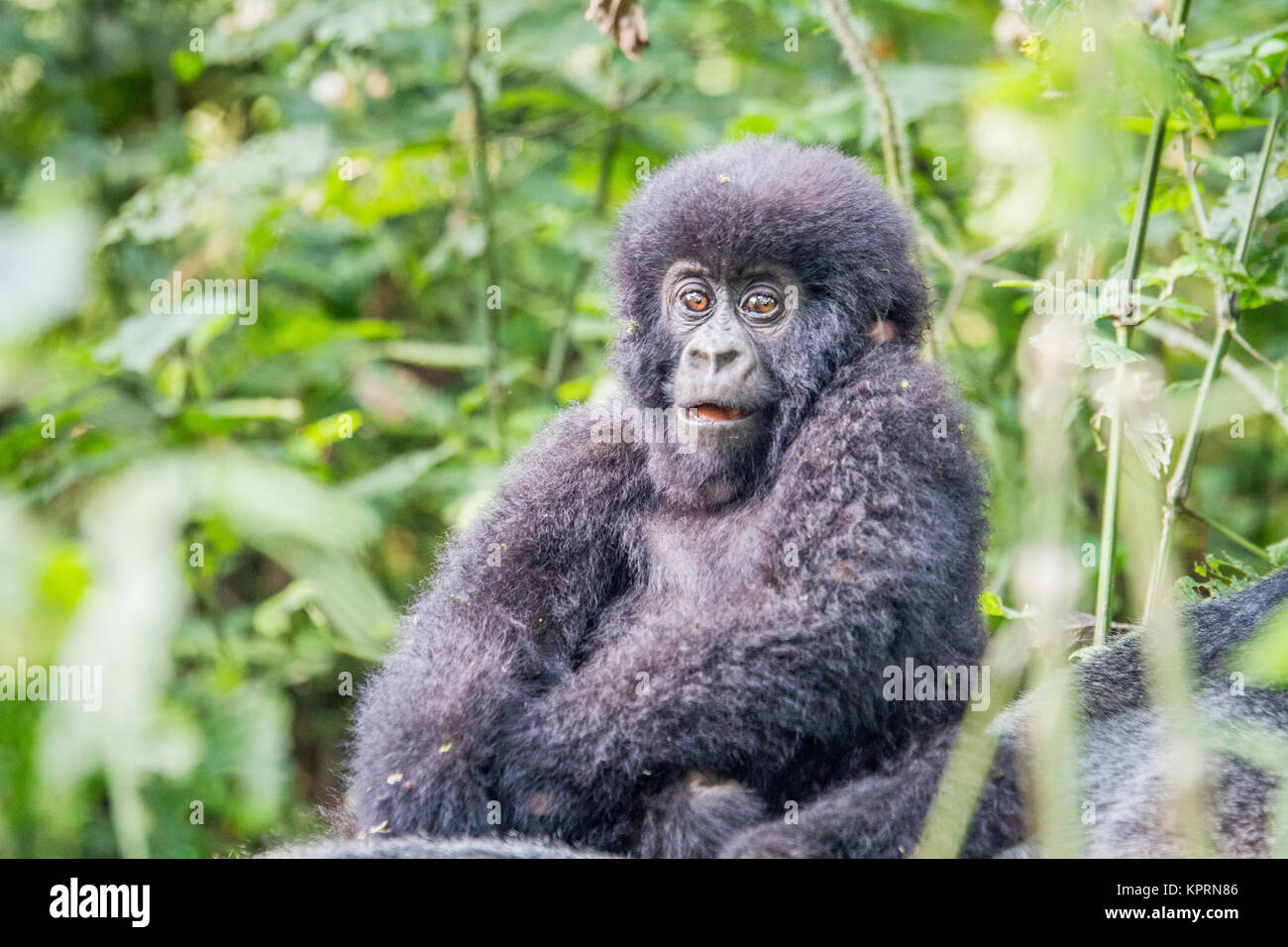 Baby Silverback Mountain gorilla in the Virunga National Park Stock ...