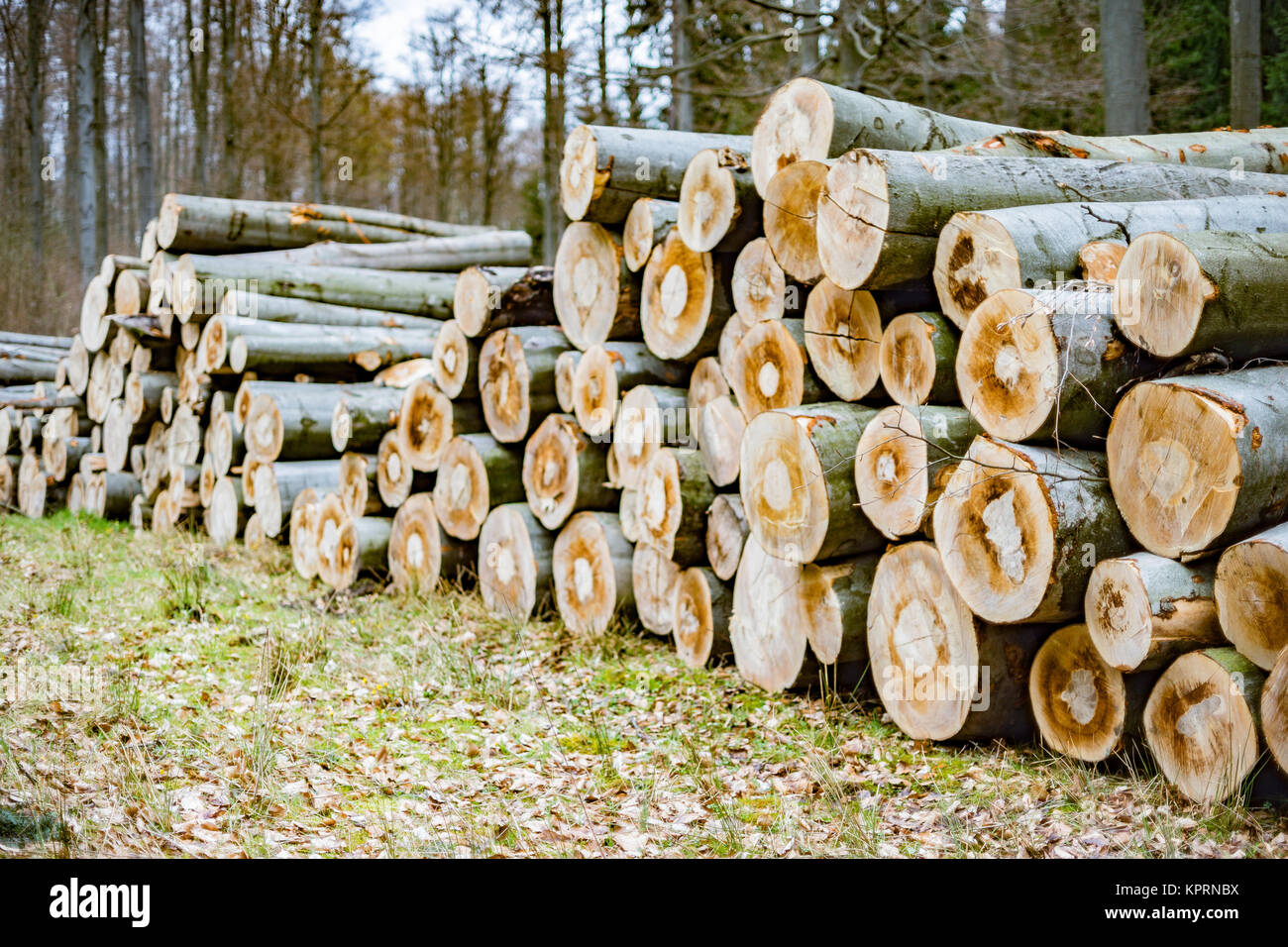beech tree trunks Stock Photo - Alamy