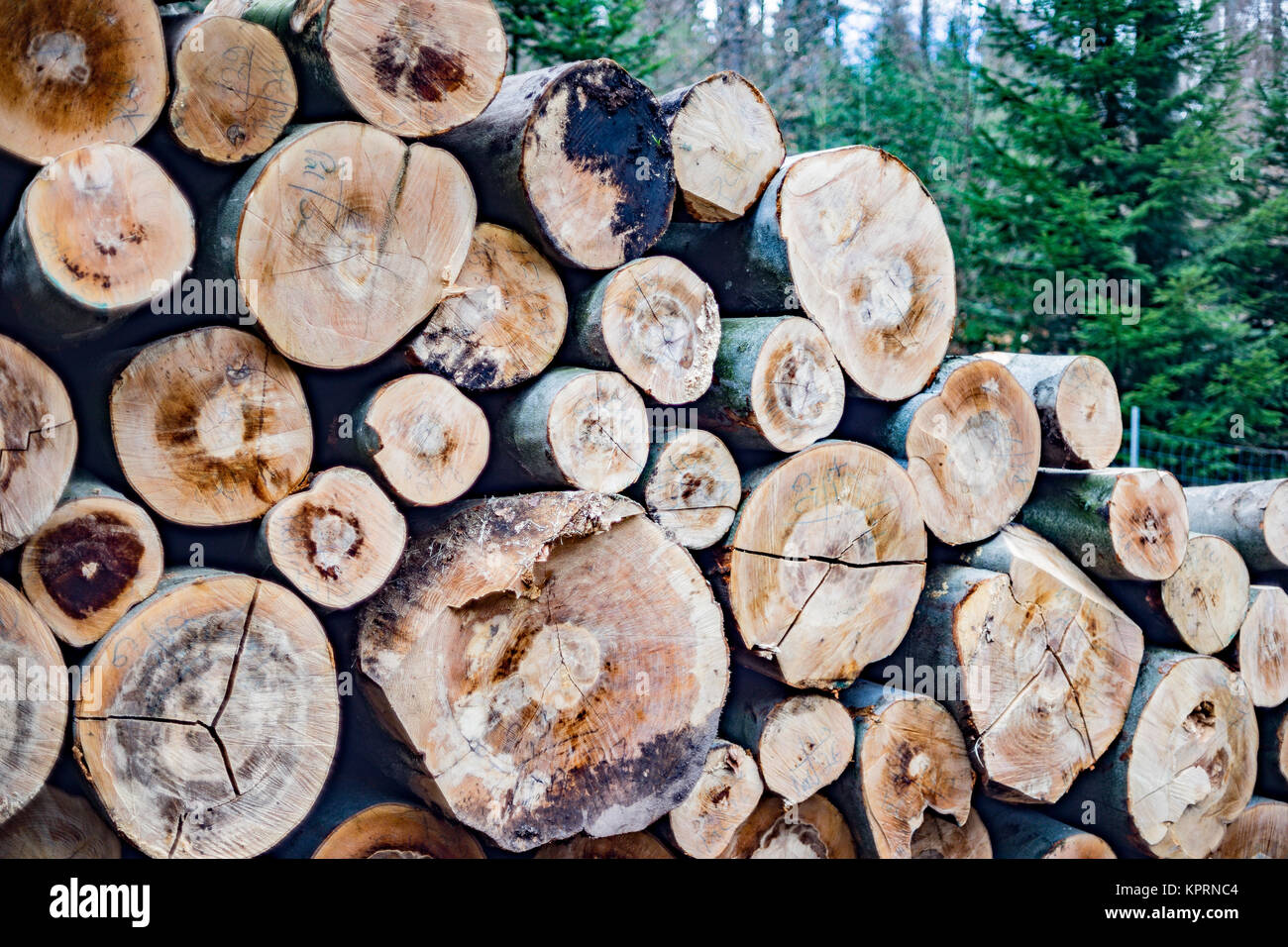 beech trees wood harvest Stock Photo - Alamy