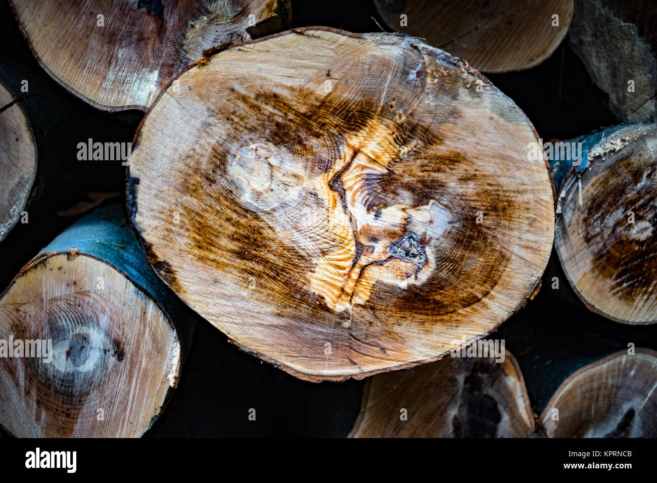 beech tree trunks wood harvesting Stock Photo - Alamy