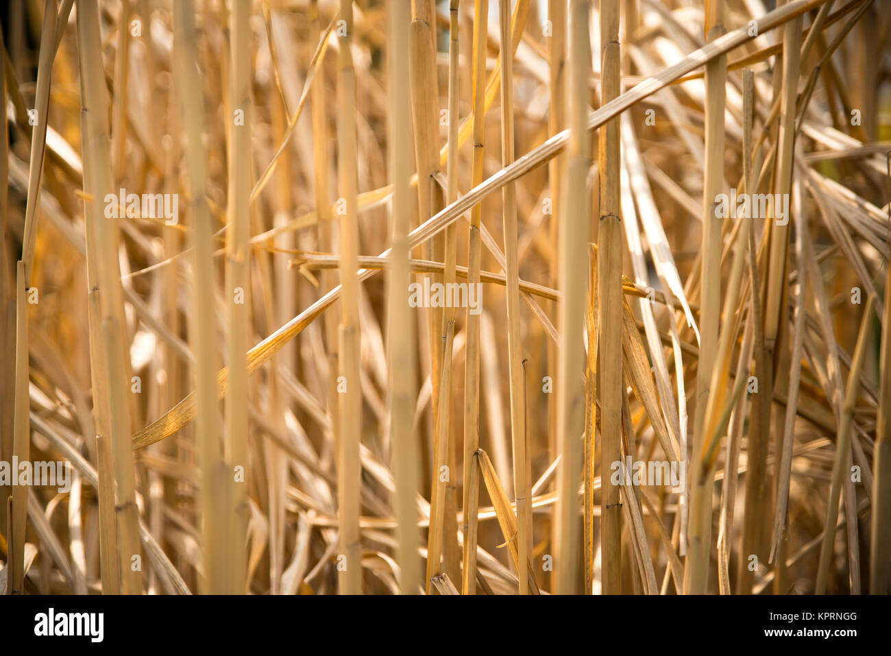 Blades of green reed hi-res stock photography and images - Alamy