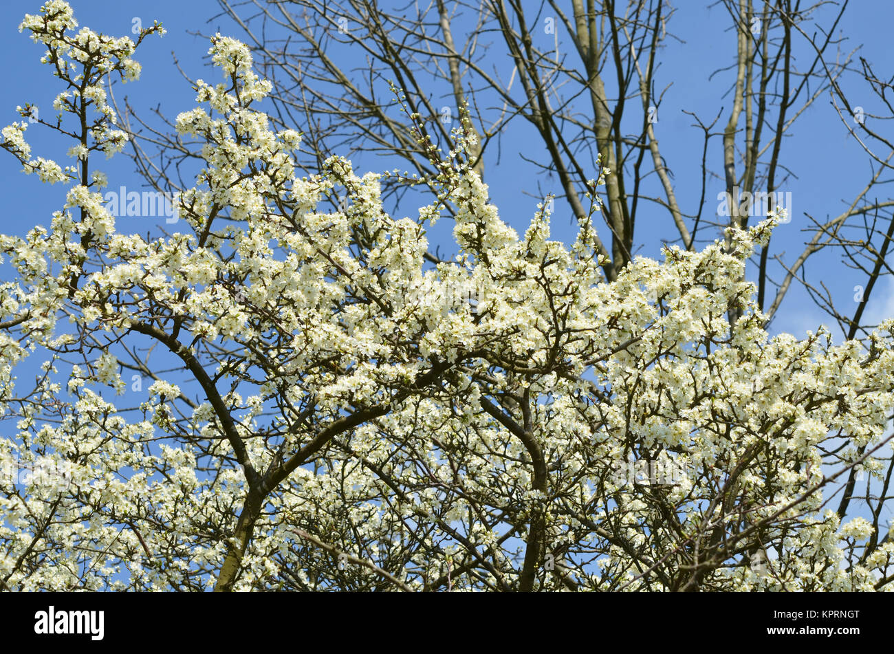 flowering fruit tree Stock Photo - Alamy flowering fruit tree Stock Photo - Alamy