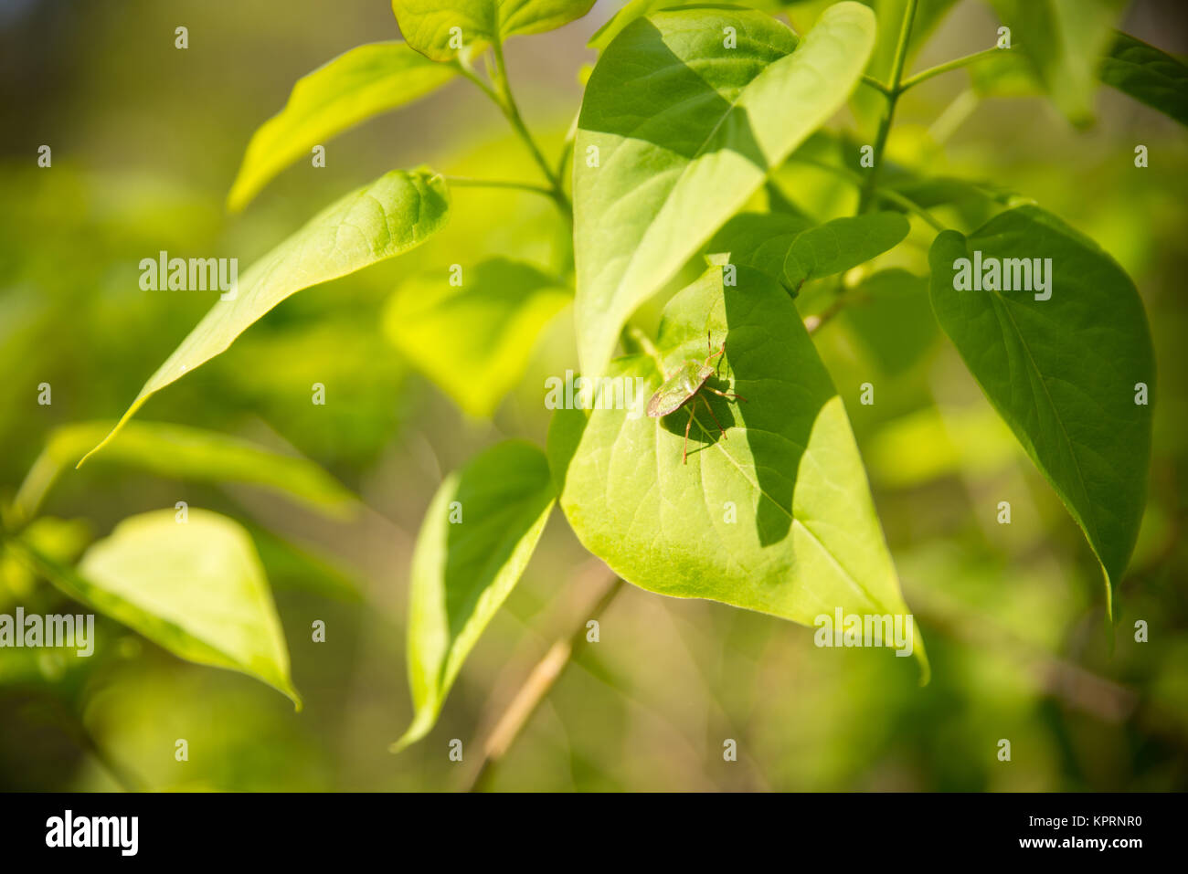 green shield beetle on leaf Stock Photo - Alamy