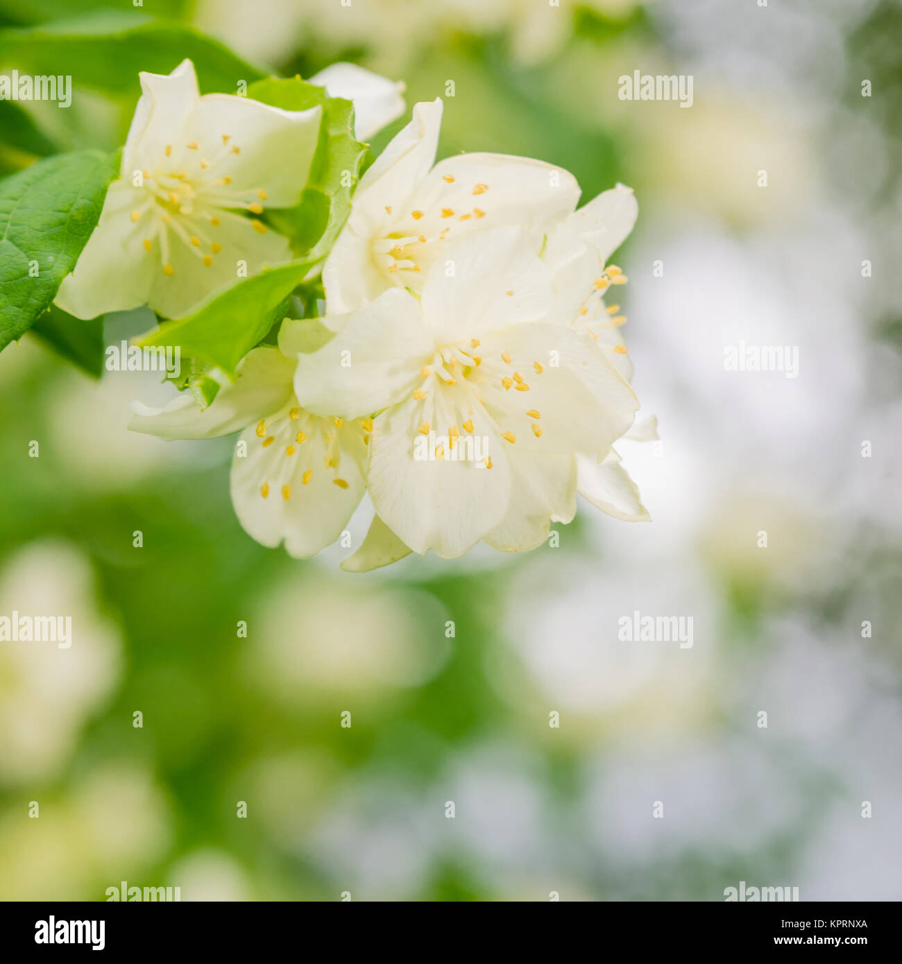 Blooming jasmine bush, close-up Stock Photo - Alamy