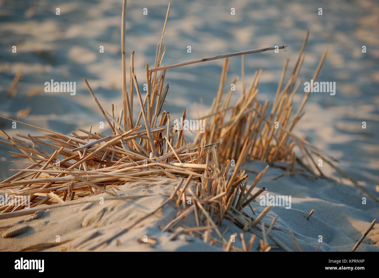 straws in the sand Stock Photo - Alamy