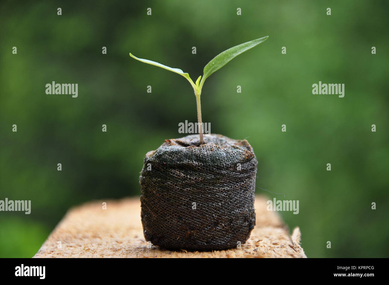 Paprika keimling hi-res stock photography and images - Alamy