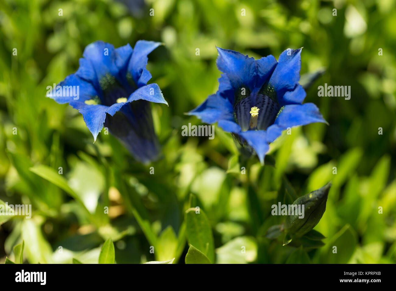 Trumpet gentiana blue spring flower in garden Stock Photo - Alamy