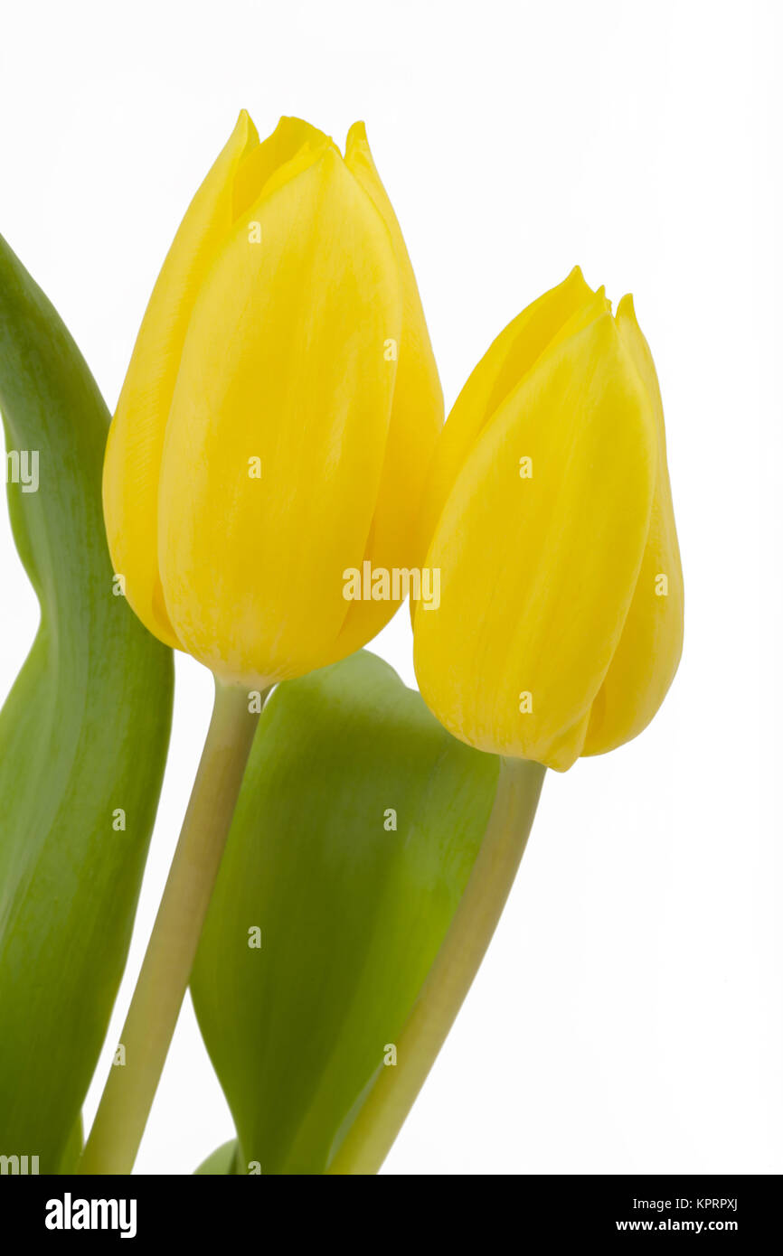 spring yellow tulips Stock Photo - Alamy