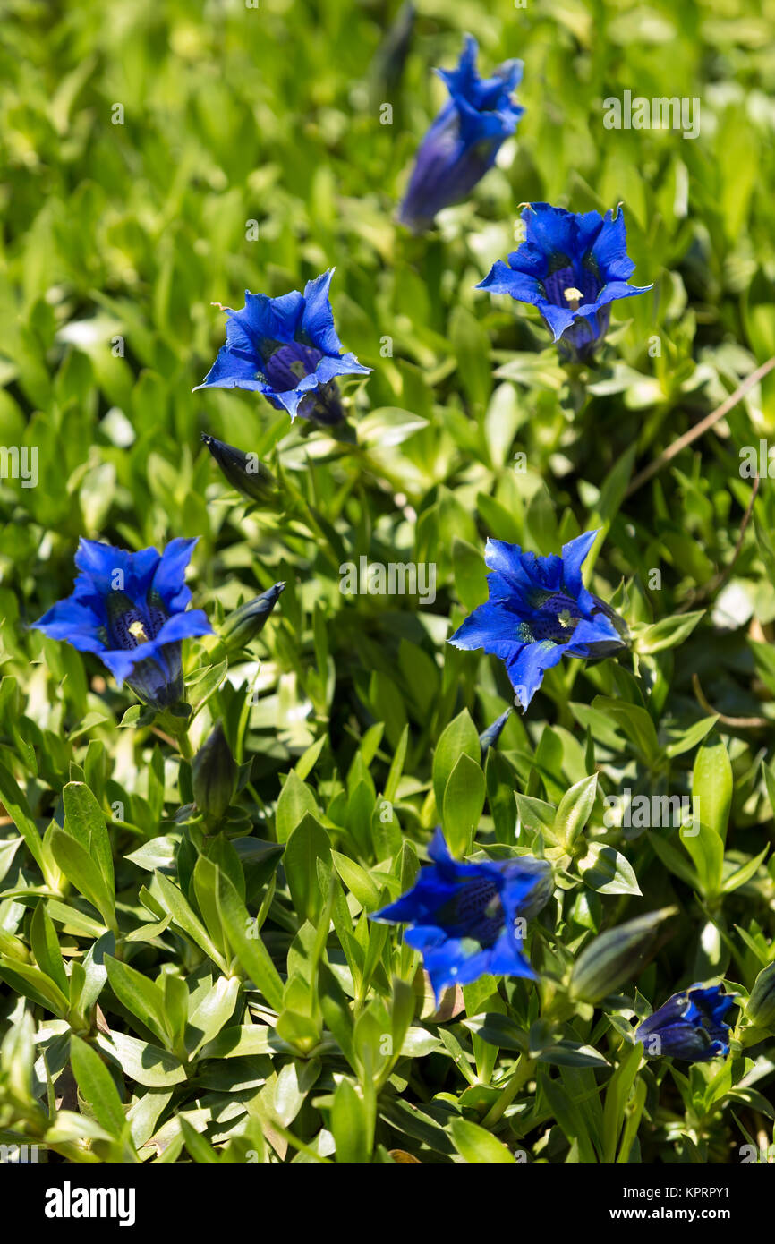Trumpet gentiana blue spring flower in garden Stock Photo - Alamy