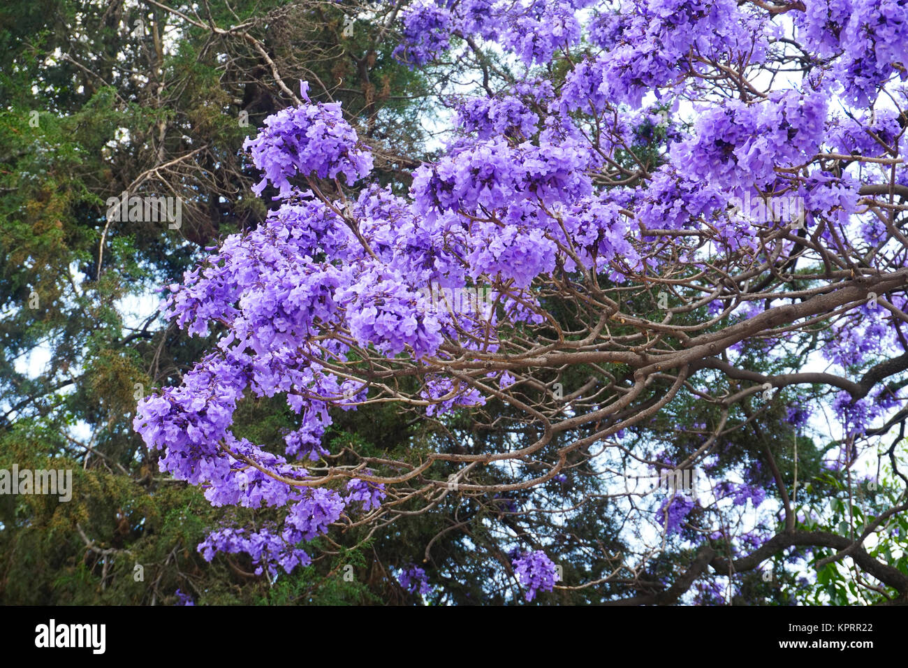 Jacaranda trees mexico city hi-res stock photography and images - Alamy