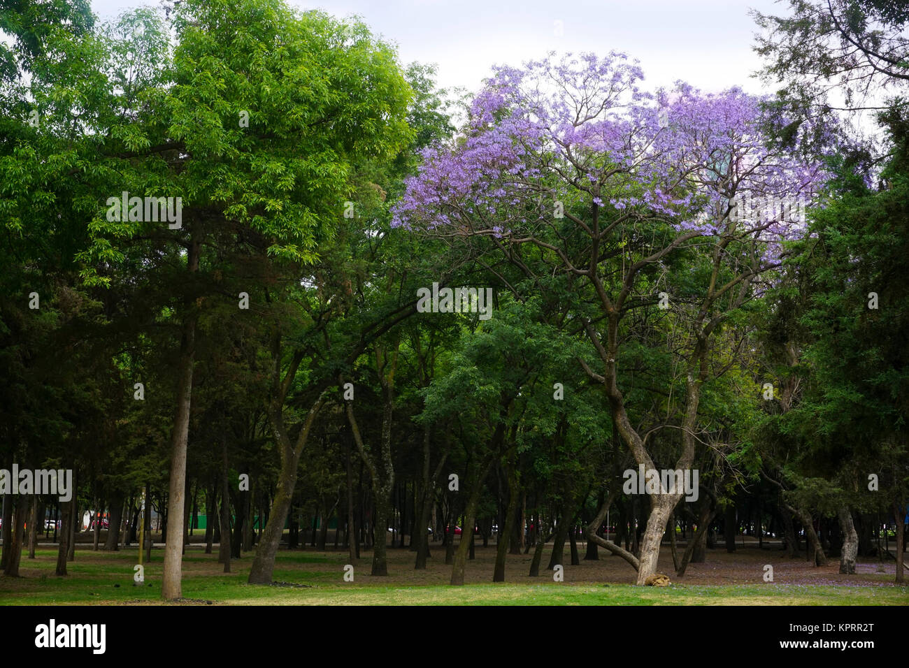Jacaranda trees in Chapultepec Park, Mexico City, DF, Mexico Stock ...