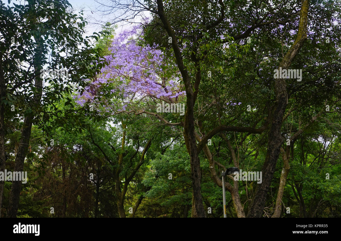Jacaranda trees in Chapultepec Park, Mexico City, DF, Mexico Stock ...