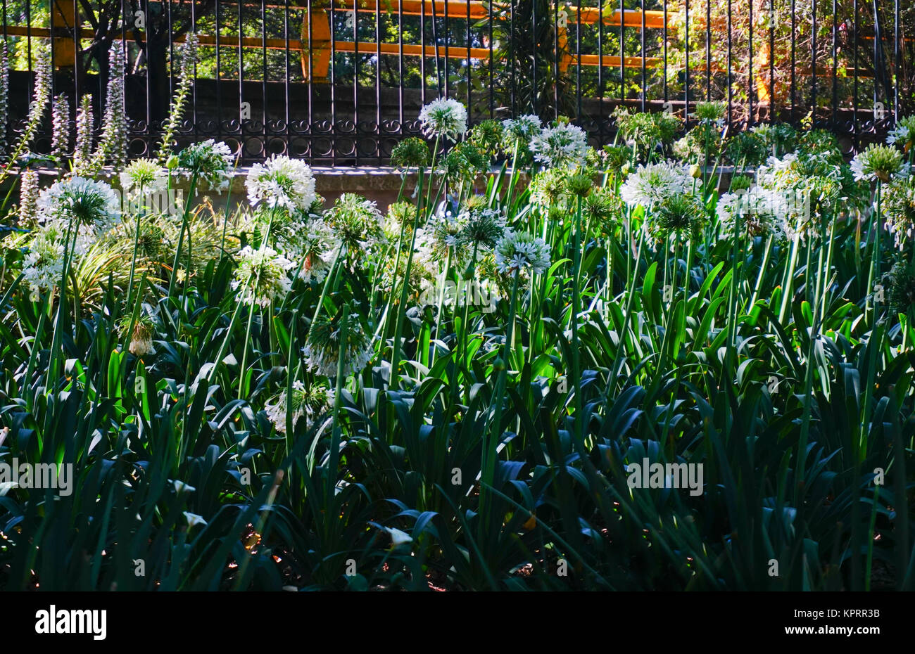 Chapultepec Park, Mexico City, DF, Mexico Stock Photo - Alamy