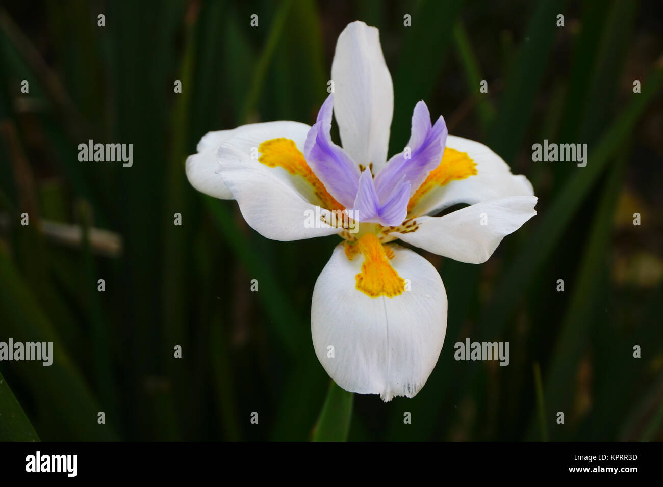 Chapultepec Park, Mexico City, DF, Mexico Stock Photo - Alamy