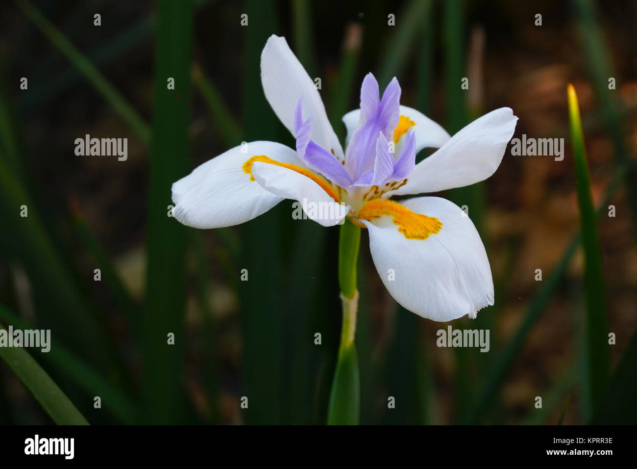 Chapultepec Park, Mexico City, DF, Mexico Stock Photo - Alamy