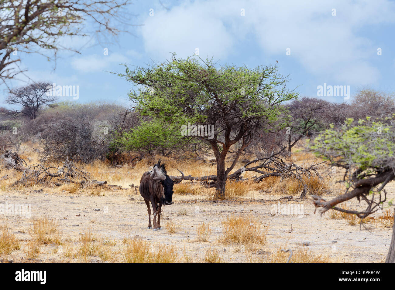 wild Wildebeest Gnu in african bush Stock Photo - Alamy