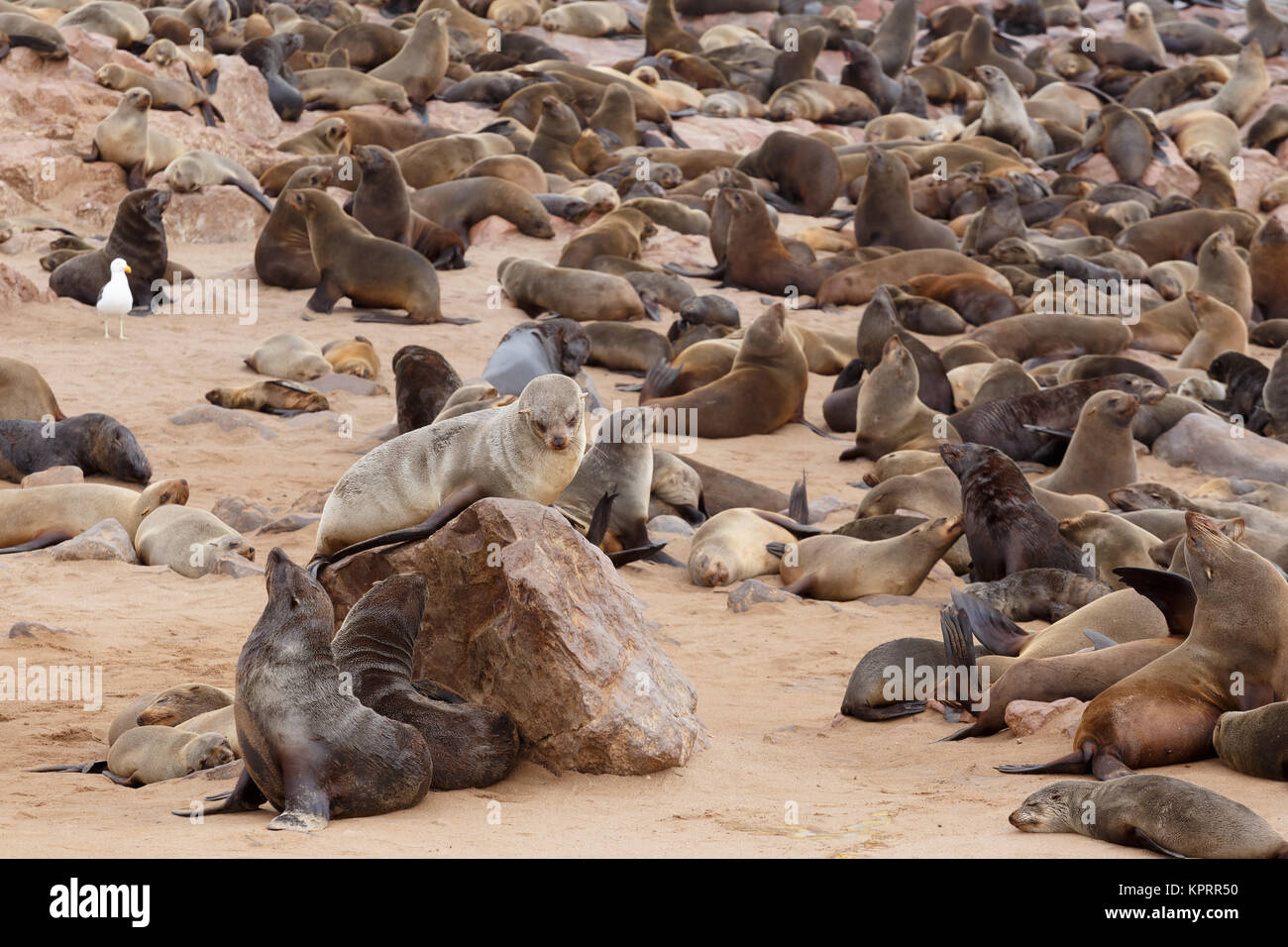 Great sand sea namibia hi-res stock photography and images - Alamy