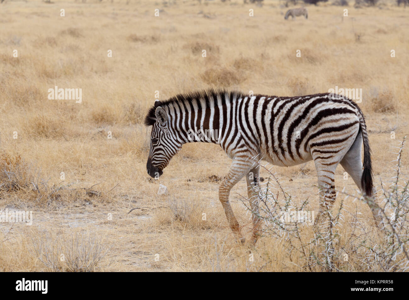 Zebra in african savanna Stock Photo - Alamy