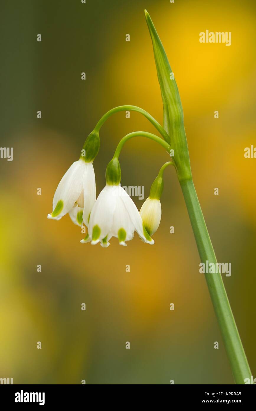 spring flowers in front node blurred yellow flowers Stock Photo - Alamy