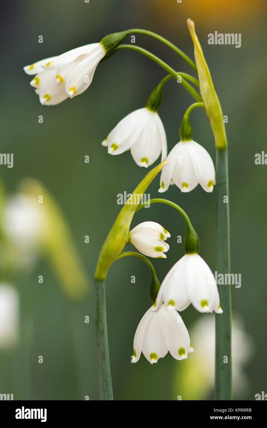 spring flowers in front of node blurred yellow flowers / leucojum ...