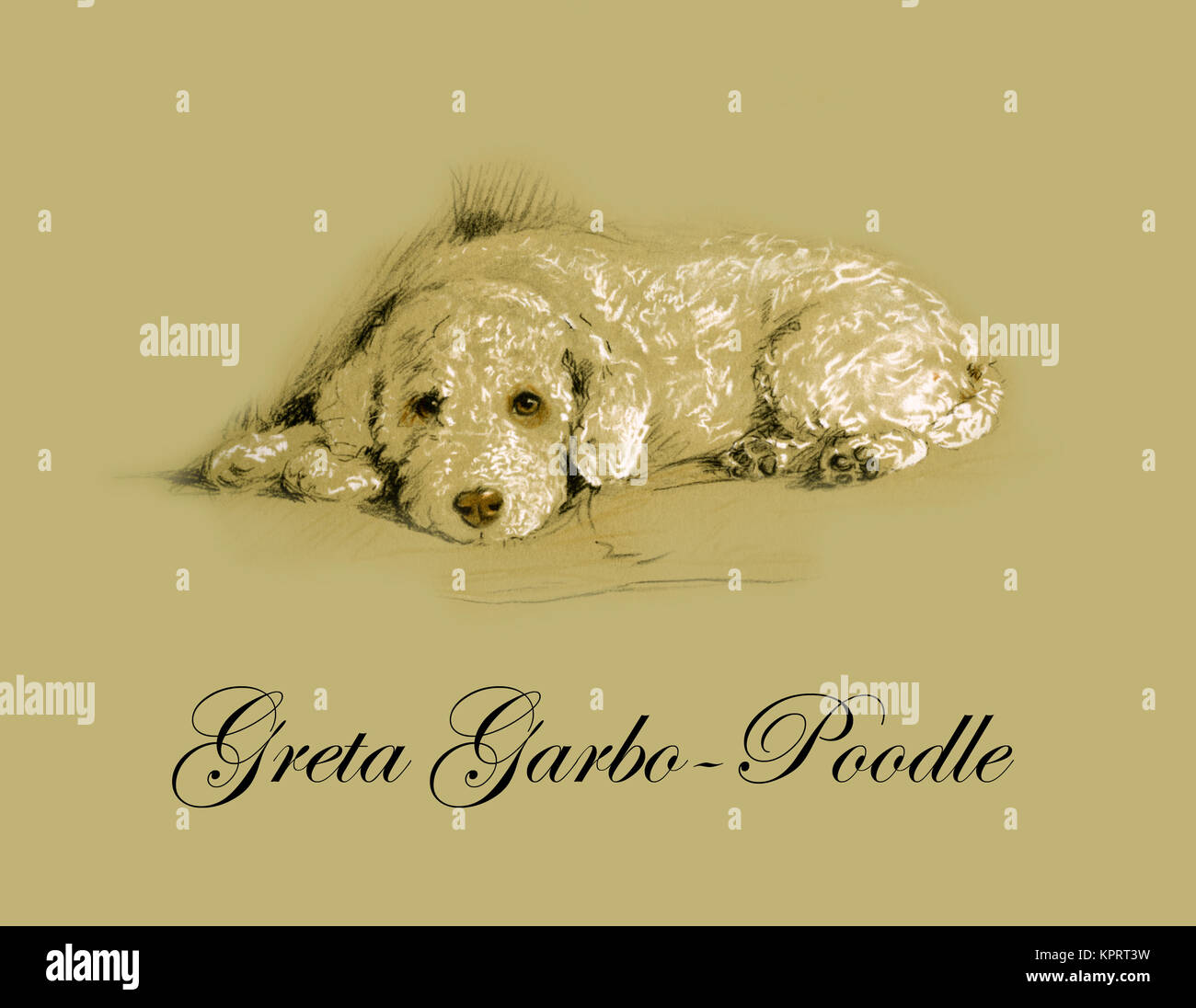 Greta Garbo the Poodle Stock Photo - Alamy
