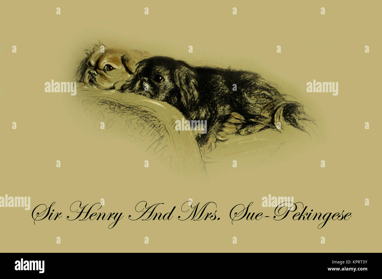 Sir Henry and Mrs. Sue the Pekingese Stock Photo - Alamy