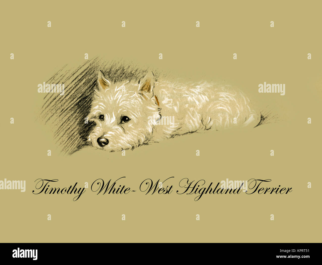 Timothy white hi-res stock photography and images - Alamy