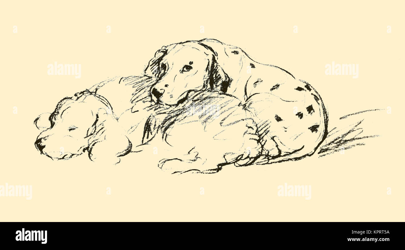 Dalmations hi-res stock photography and images - Alamy