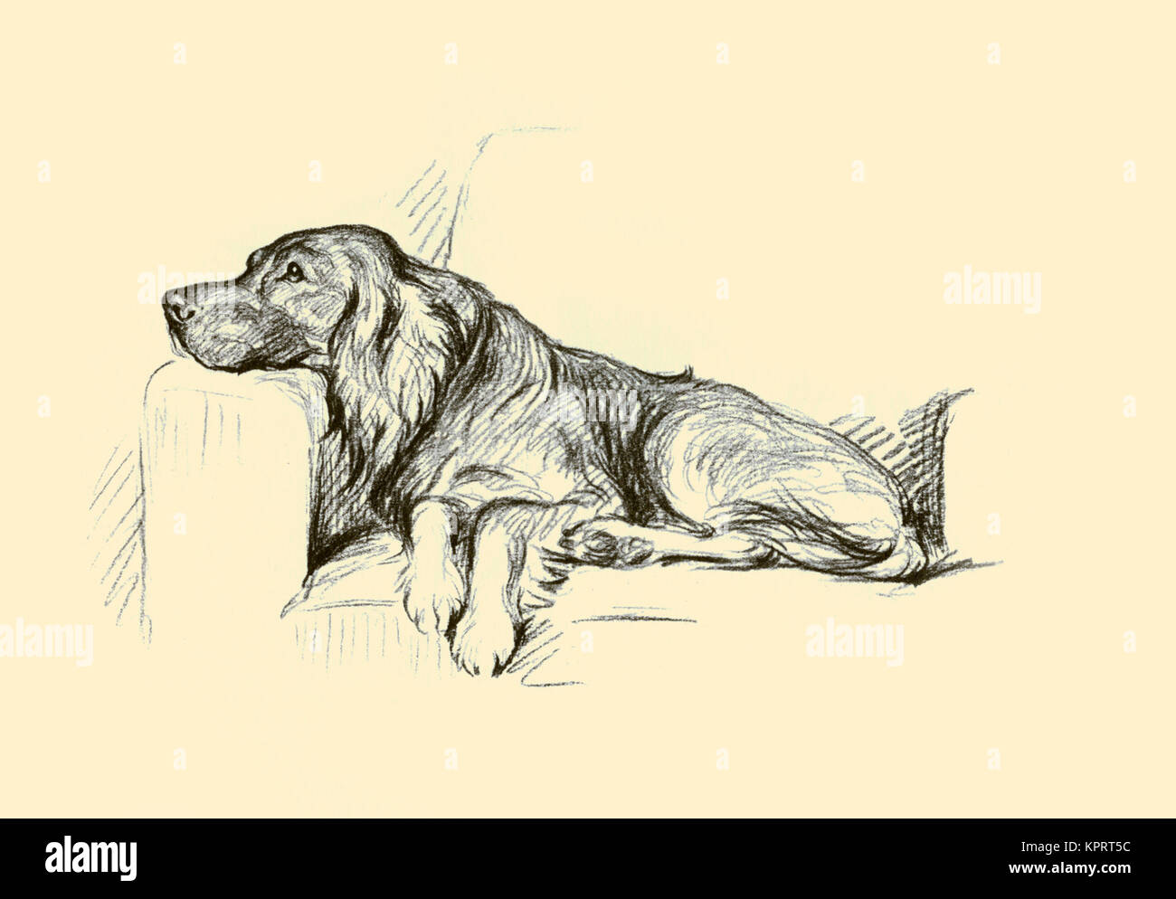 Dog Drawing Room High Resolution Stock Photography and Images - Alamy