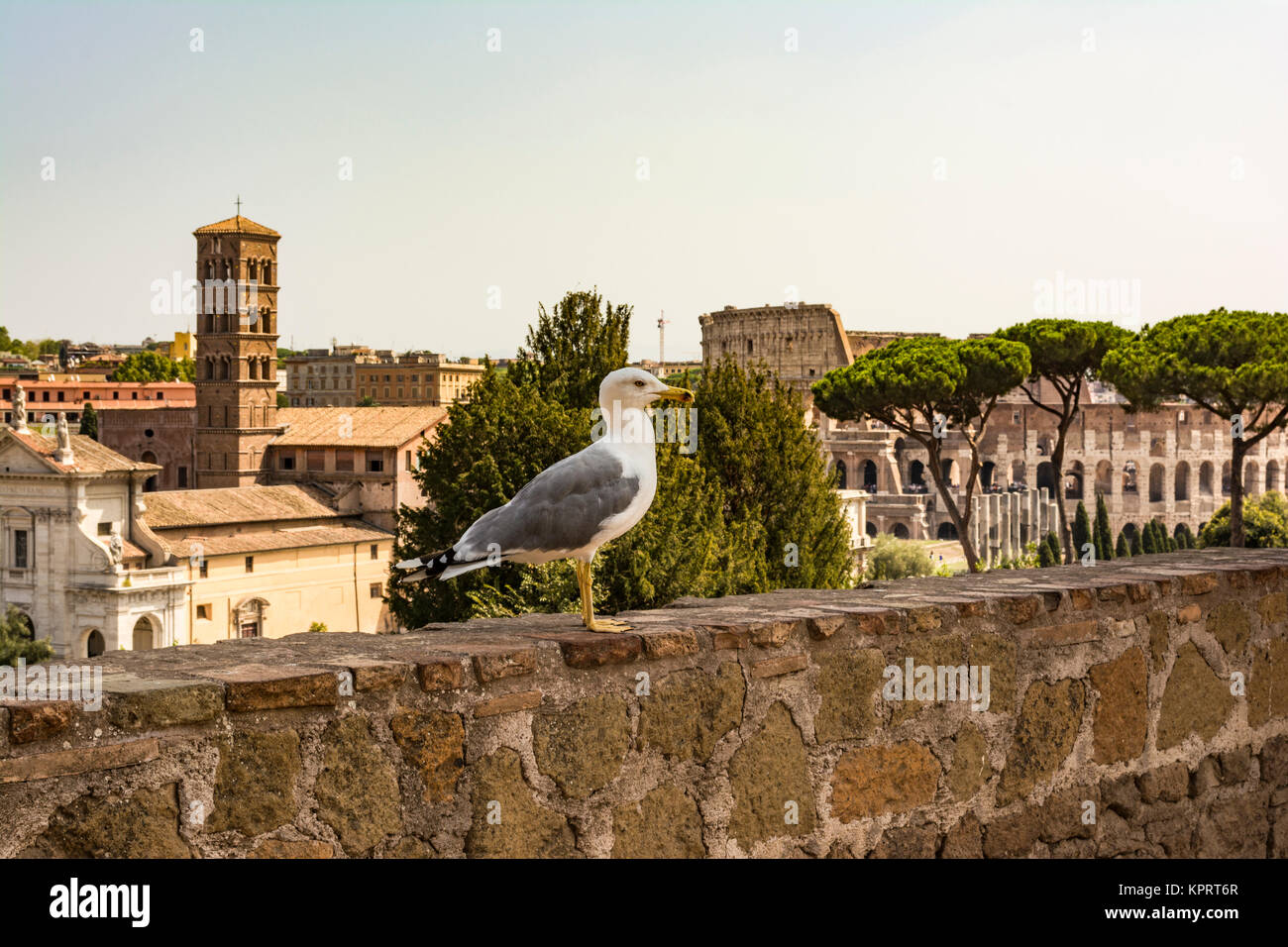 Gull on the outlook with Colosseum monument. Seagull watching Rome with ...