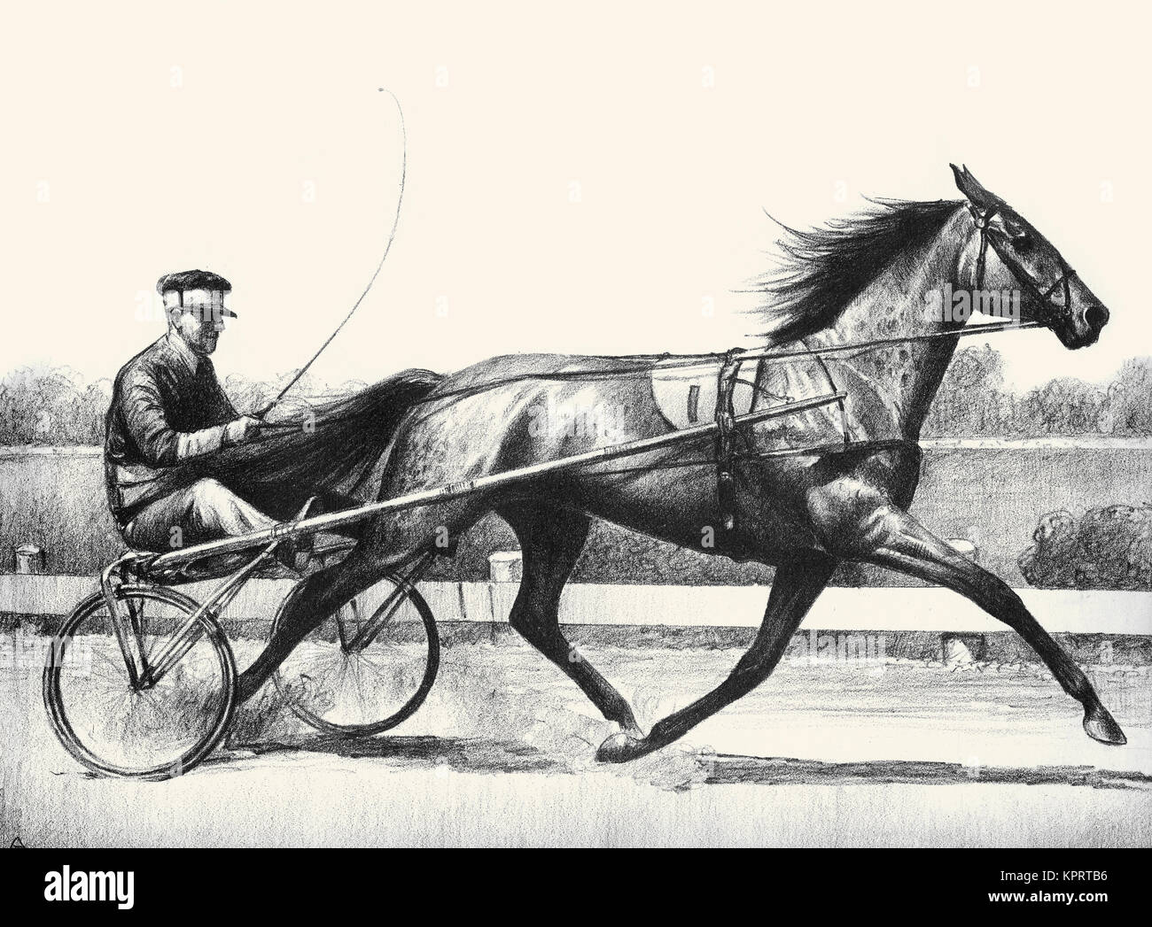 Horse greyhound hi-res stock photography and images - Alamy