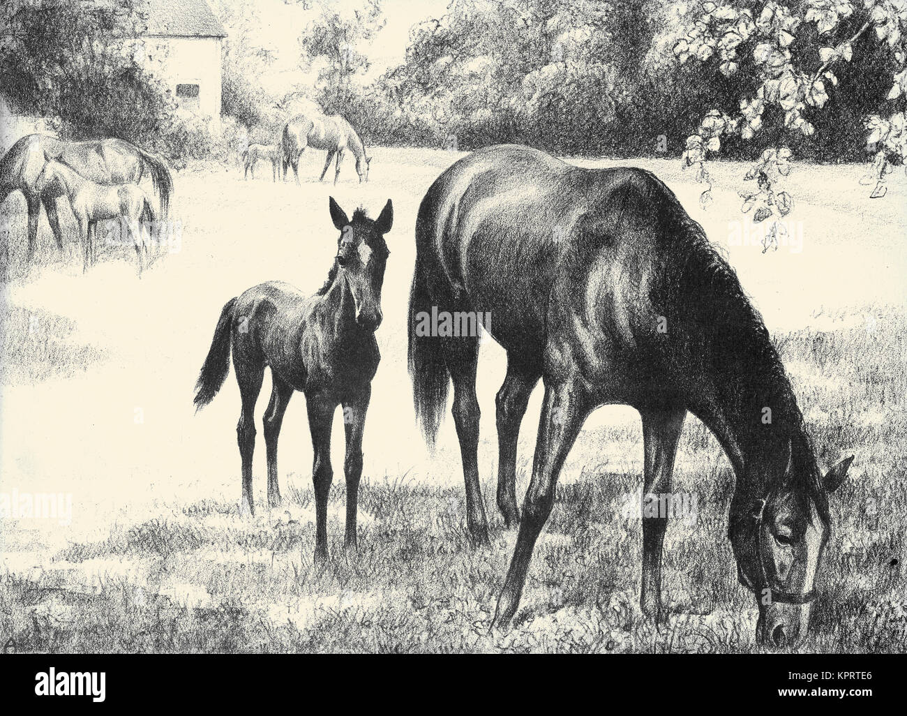 Horses with names hi-res stock photography and images - Alamy