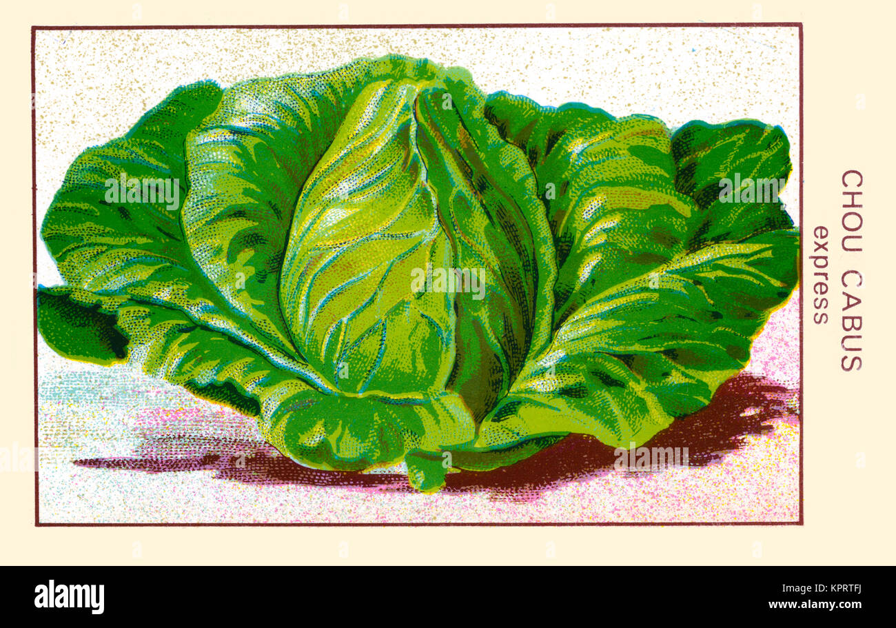 Chou Cabus Express Stock Photo - Alamy