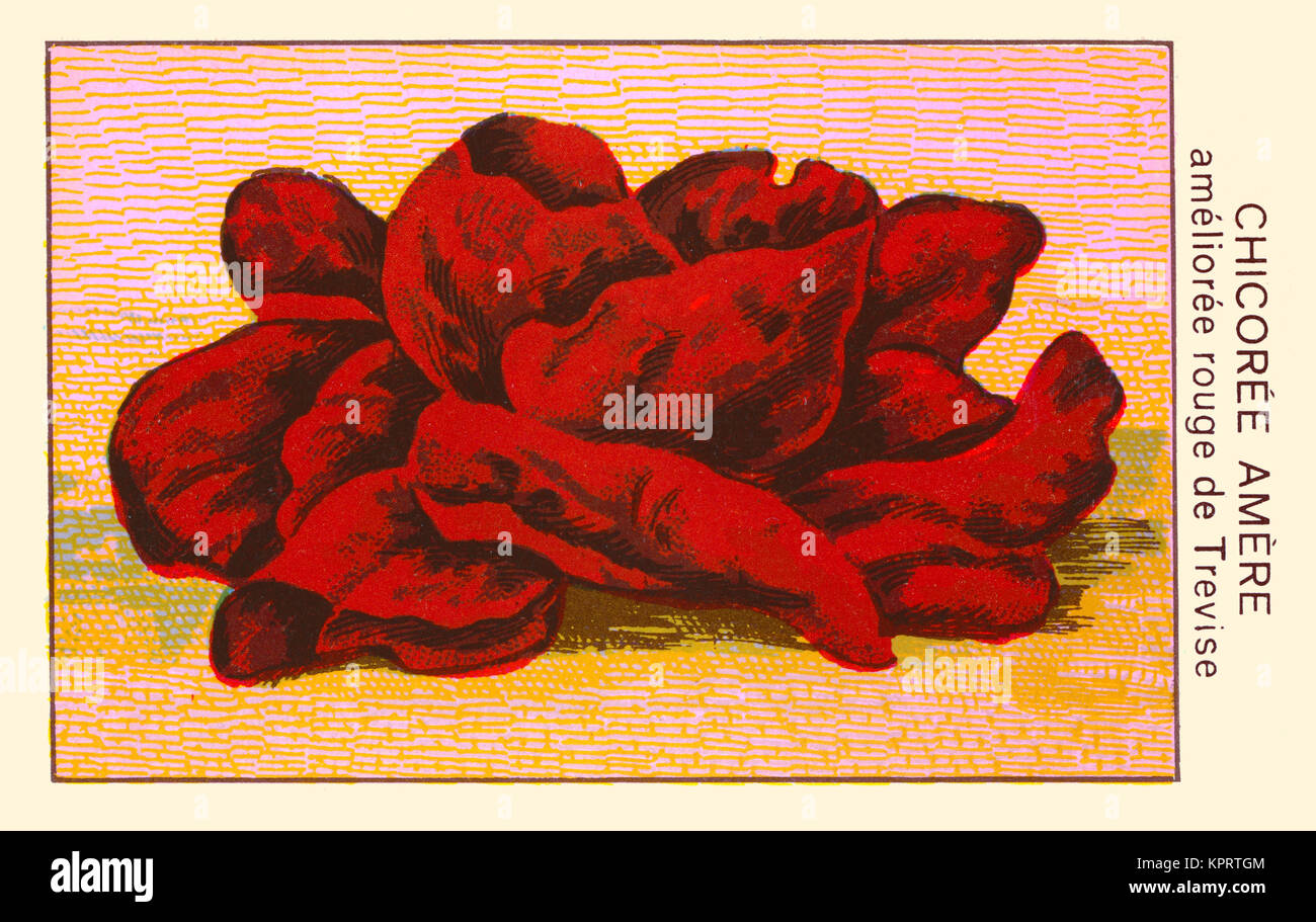 Chicoree Amere amelioree rouge de Trevise Stock Photo - Alamy