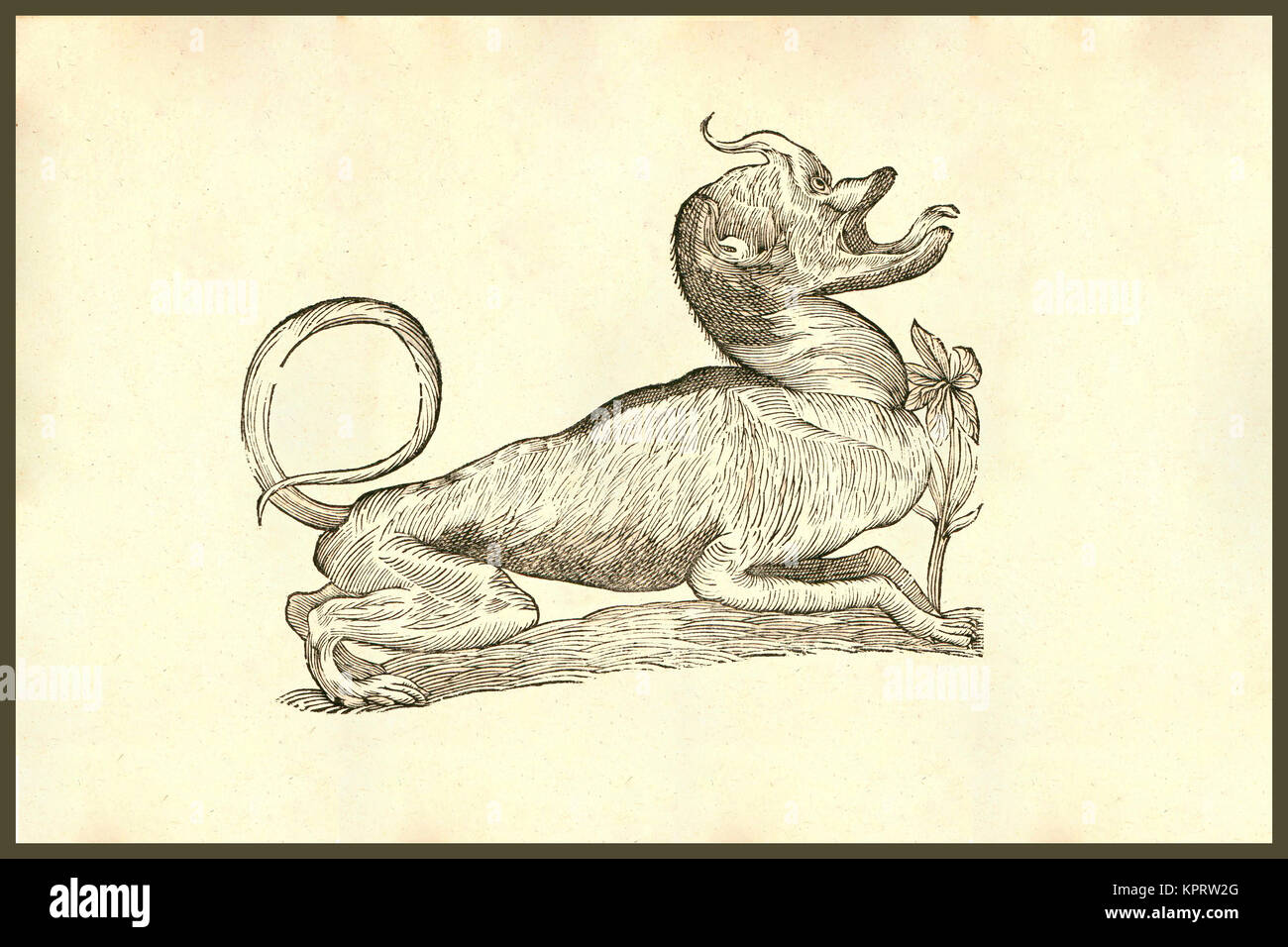 Canis monstroso capite Stock Photo - Alamy