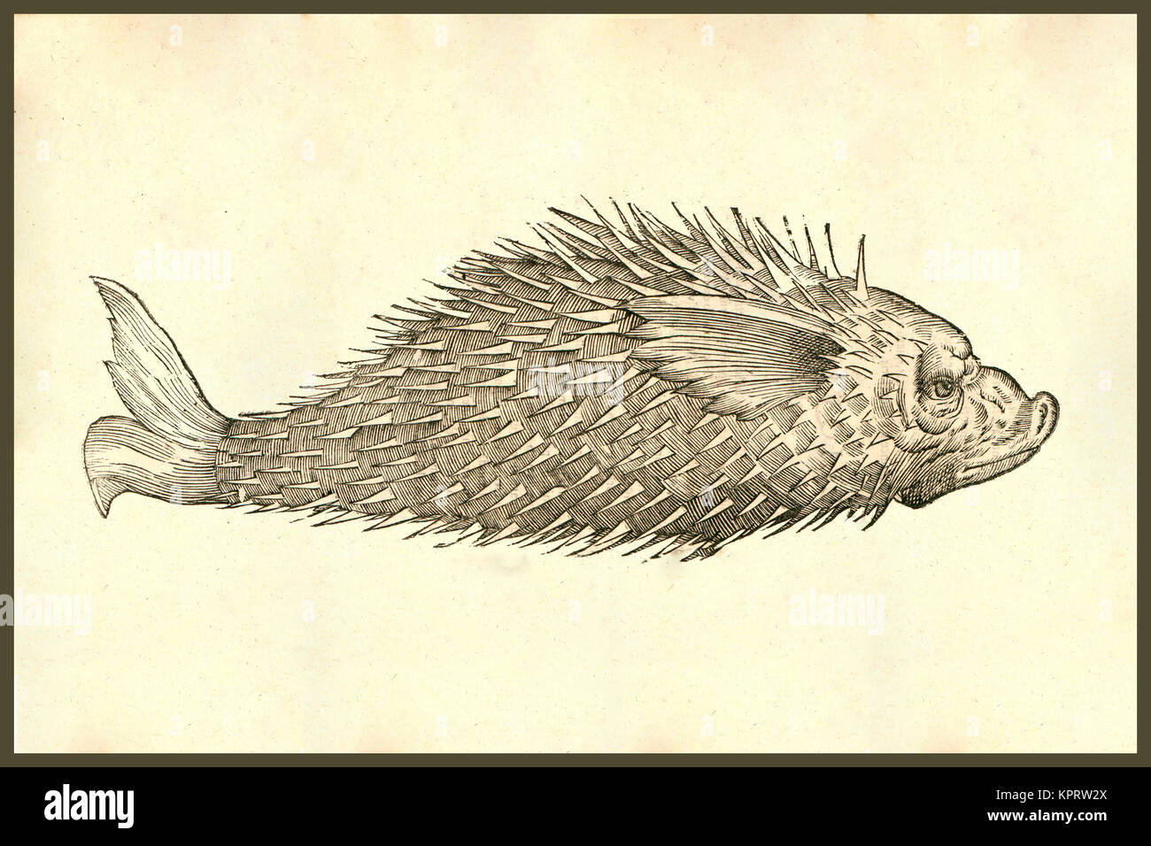 Deformity fish hi-res stock photography and images - Alamy