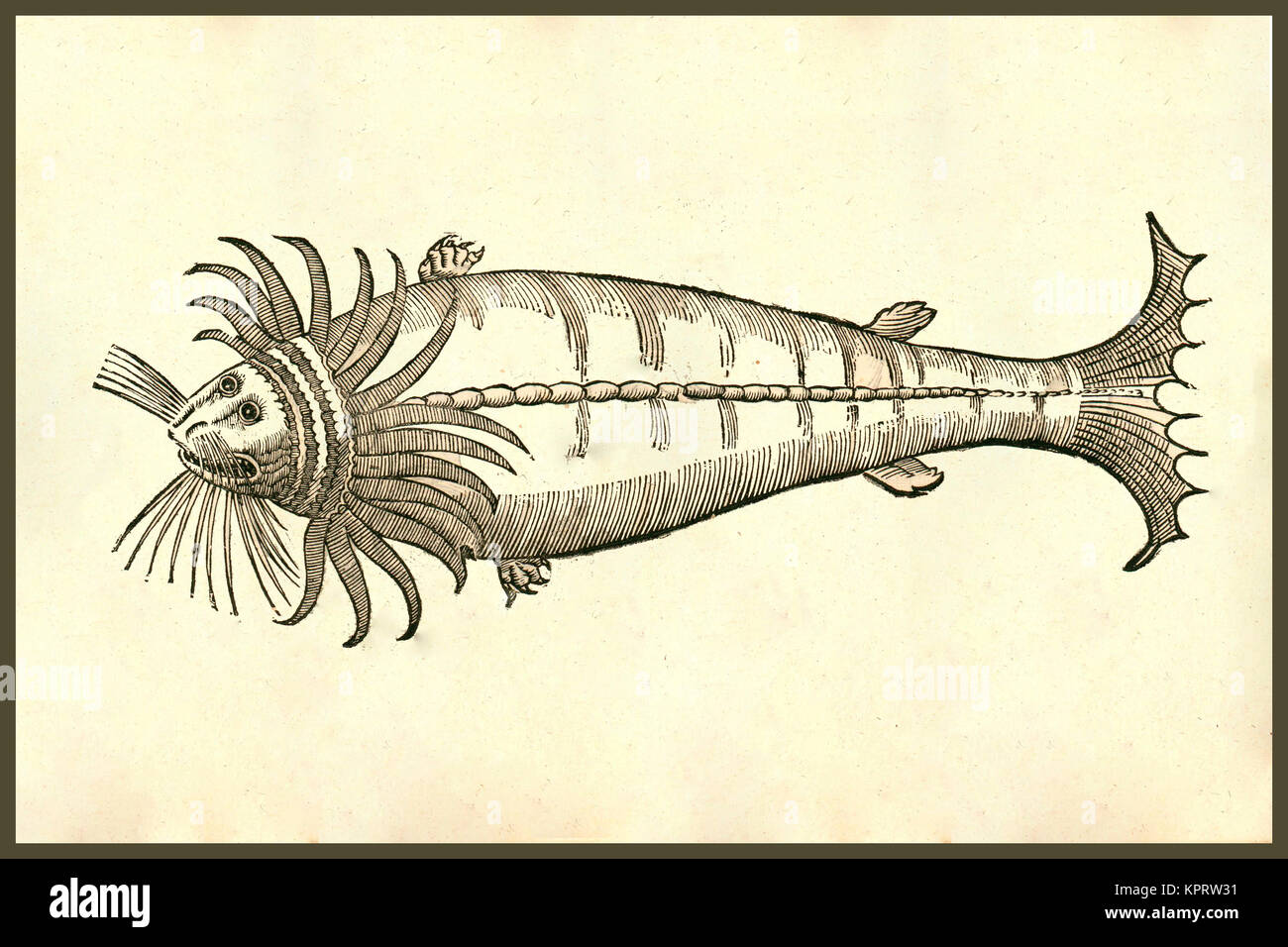 Cetus hi-res stock photography and images - Alamy