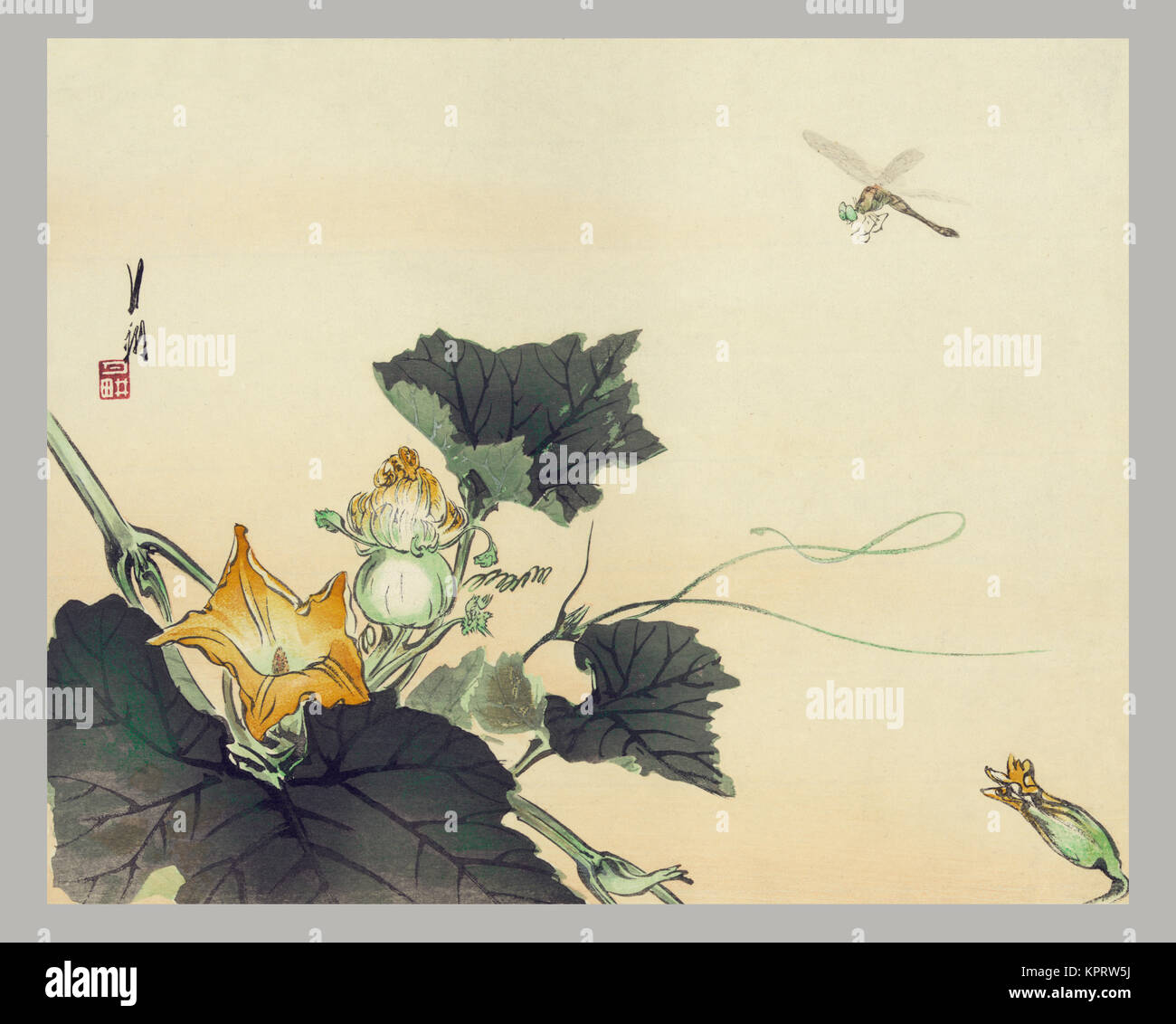 Dragonfly & Pumpkin Stock Photo - Alamy